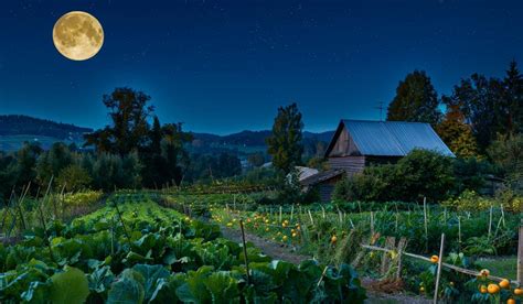 Лунный календарь посевной на сентябрь 2024 года для садовода и огородника Гороскоп Клео ру