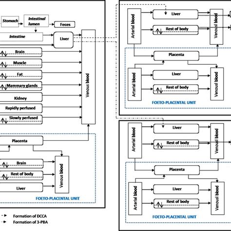 Gestational Pbpk Model Structure Of Cis And Trans Permethrin And Their