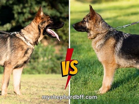 Working Line Vs Show Line German Shepherd The Real Difference