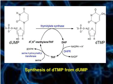 Ppt D Nucleotide Metabolism Nucleic Acid Synthesis Powerpoint