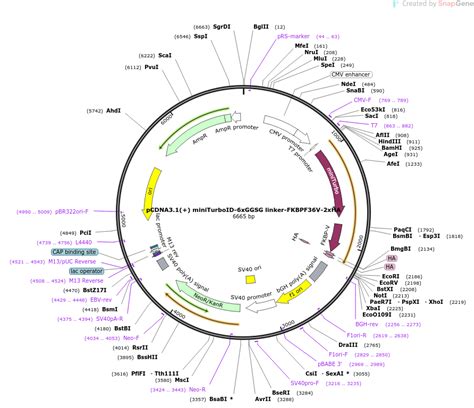 Addgene Pcdna31 Miniturboid 6xggsg Linker Fkbpf36v 2xha