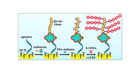 Dually Amplified Electrochemical Aptasensor For Endotoxin Detection Via Target Assisted