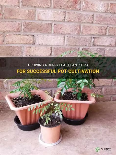 Can A Curry Leaf Plant Grow In A Pot Care Tips For Container Gardening
