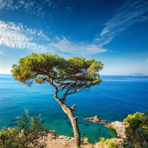 Maritime Pine Tree Scient Name Pinus Pinaceae Ai Generated Stock Illustration Illustration