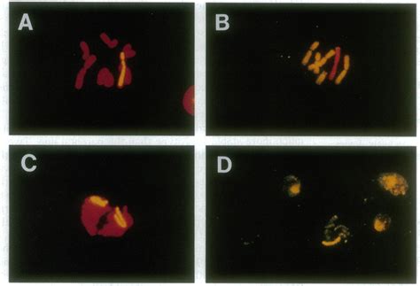 In Situ Hybridization To Hshyg311 A And C Hybridization With