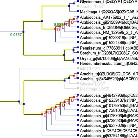 The Reconciled Taxonomic Species Tree With Dreb1a Gene Tree The Download Scientific Diagram