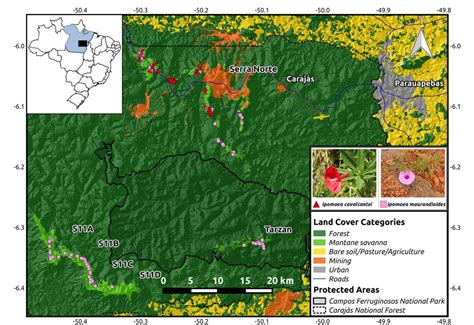 Ipomoea Muelleri Semantic Scholar