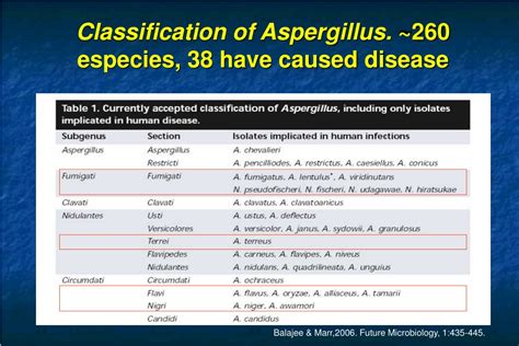 Ppt Aspergillus Diagnostic Methods Classic Techniques From Dr