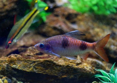 Coburg Aquarium Arulius Barb
