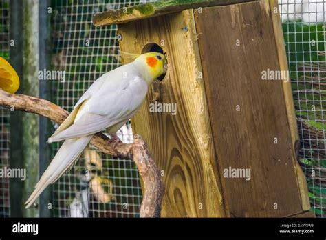 Lutino Cockatiel Looking In A Bird House Popular Color Mutation In