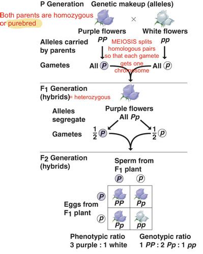 Bio H Genetics Ch 9 Flashcards Quizlet