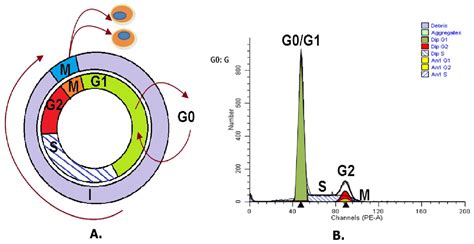 Radiosensitization Effect Of Hsa Mir 138 2 3p On Human Laryngeal Cancer Stem Cells [peerj]