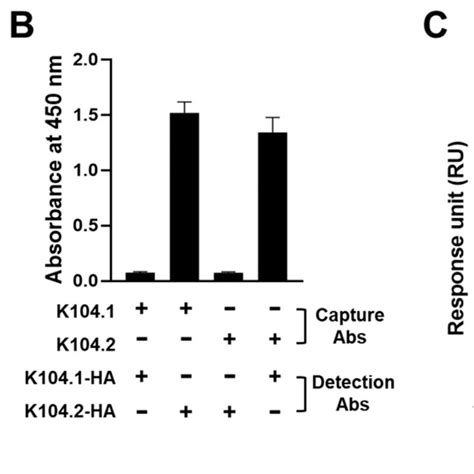 Development And Characterization Of Sars Cov 2 Spike Protein Specific Download Scientific