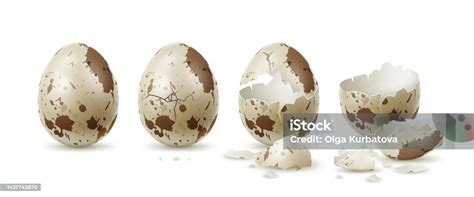 현실적인 금이 간 메추라기 알 전체 및 깨진 잡색 껍질 질감 달걀 껍질 조각 신선한 농장 다이어트 제품 부화 단계 3d 격리 요소 요리 완전한 벡터 개념 달걀에 대한 스톡