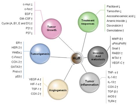 Ijms Free Full Text Multiple Functions Of The Rna Binding Protein Hur In Cancer Progression
