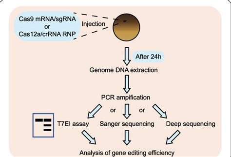 Flow Chart Of Crispr Cas9 Or Lbcas12a Disruption Efficiency Detection Download Scientific