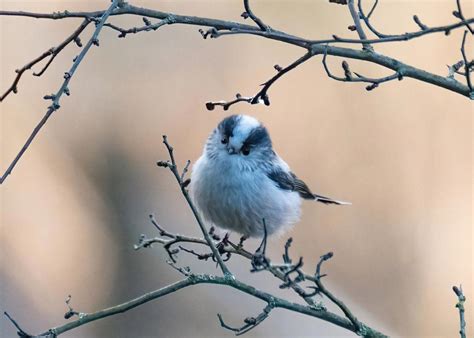 Getting Ready For Biggardenbirdwatch With The Rspbs Anna Allum