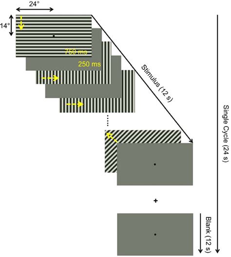 Illustration Of Temporal Sequence Of A Single Stimulus Cycle Each 24 S