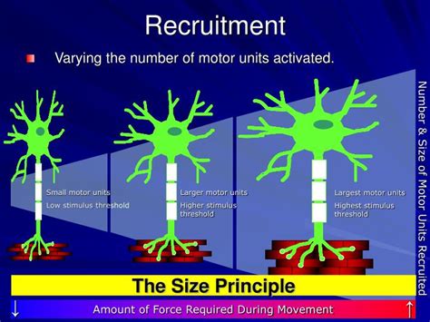 PPT Motor Function And The Motor Unit PowerPoint Presentation ID 357225