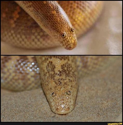 Nobody Arabian Sand Boa Ifunny