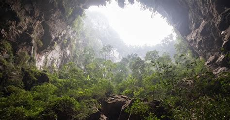 The Ecosystem Inside Son Doong Cave • Oxalis Adventure