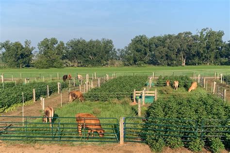 Researchers To Examine How Integrated Crop Livestock Systems Can Enhance Agricultural Resilience