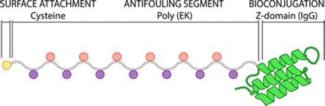 Antibody Binding Antifouling Surface Coatings Based On Recombinant Expression Of Zwitterionic