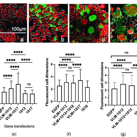 Cell Fusion With Vlm And Vit Gene Expression In Human Cells Vlm Gene