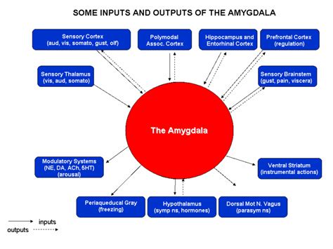 Aafotografy Amygdala The Biological Emotion Engine