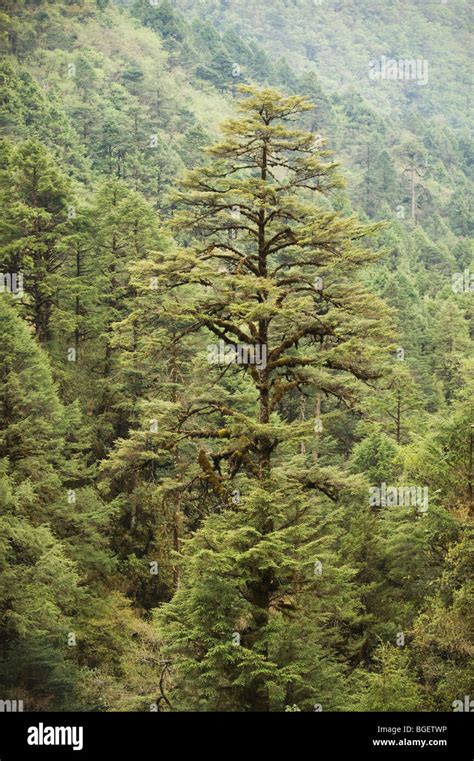 Trees And Plants In Sikkim At Lisa Post Blog