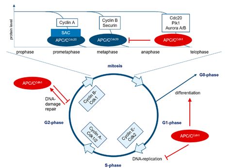 Figure From The Role Of The APC C And Its Coactivators Cdh And Cdc In Cancer Development