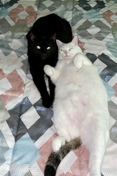 Sam And Lilly Yin And Yang Rpetswithhumannames