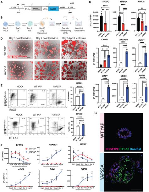 Generation Of Human Alveolar Epithelial Type I Cells From Pluripotent