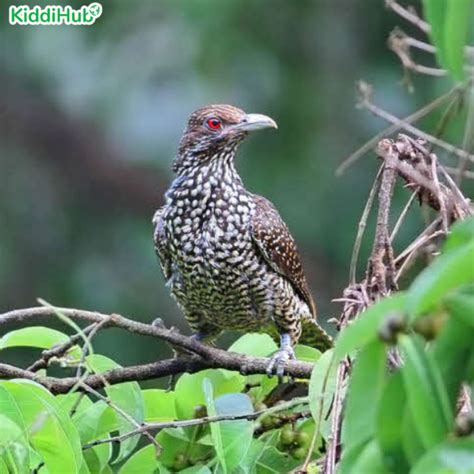 Con tu hú là con gì Ý nghĩa của câu Nuôi con tu hú là gì