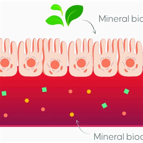 Glass Gpp A And Glass Npp B Download Scientific Diagram