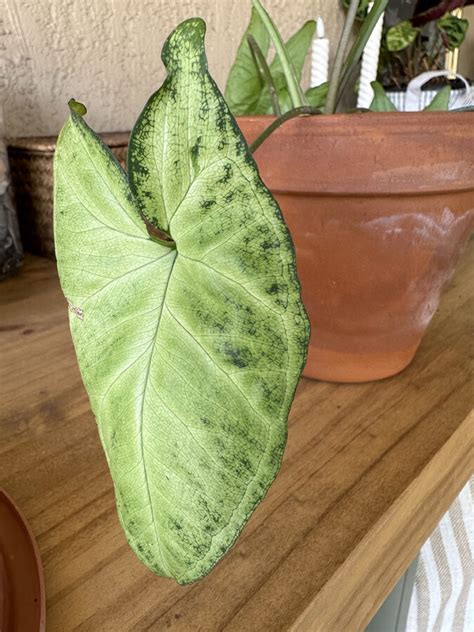 Arrowhead Plant Care Tips Delineate Your Dwelling