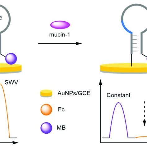 Overview Of Ratiometric Electrochemical Biosensors A Secondary