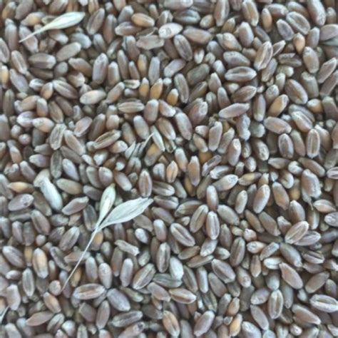 Зерно купить в Белореченске цена 12 руб дата размещения 15 07 2024 Товары для животных