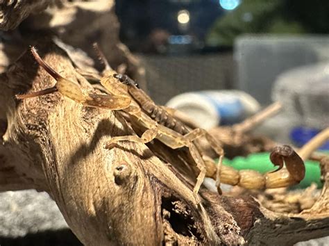 Can Anyone Help Identify What Species Of Scorpion This Is R Scorpions
