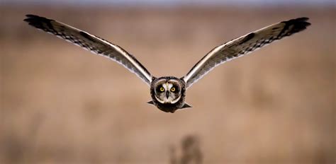 Owl Wings Could Help Us Design Quieter Wind Farms And Airplanes