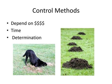 Ppt Site Specific Pocket Gopher Management Powerpoint Presentation Ppt Site Specific Pocket Gopher Management Powerpoint Presentation