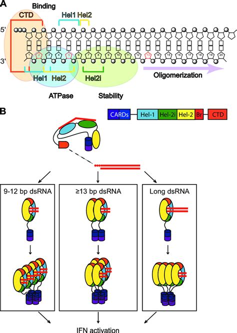 Rig I Binding And Activation A Schematic Representation Of The Download Scientific Diagram