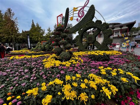 限时！限量！王城金秋菊展预售票开抢！ 澎湃号·政务 澎湃新闻 The Paper