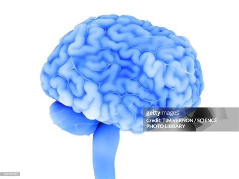 Brain Illustration High Res Vector Graphic Getty Images