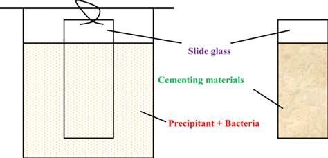 Schematic Diagram Of Interface Mineralization Between Slide Glass And