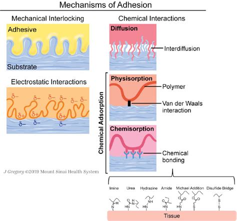 Figure 3 From The Functional Role Of Interface Tissue Engineering In Annulus Fibrosus Repair