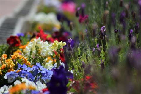 Assorted Color Flowers Picture Image 116371247
