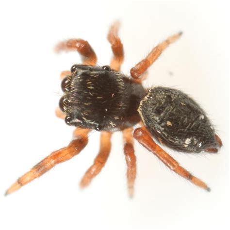 Jumping Spiderling Bugguide Net