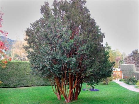 Arrayán Árbol Autóctono Natureza