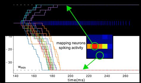 Weight Updates In The Plastic Synapses Connecting One Mapping Neuron